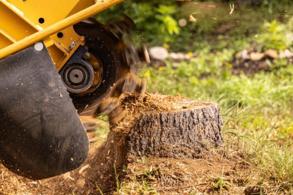 Stump Grinding & Removal | Kenny Tree Seattle & Snohomish